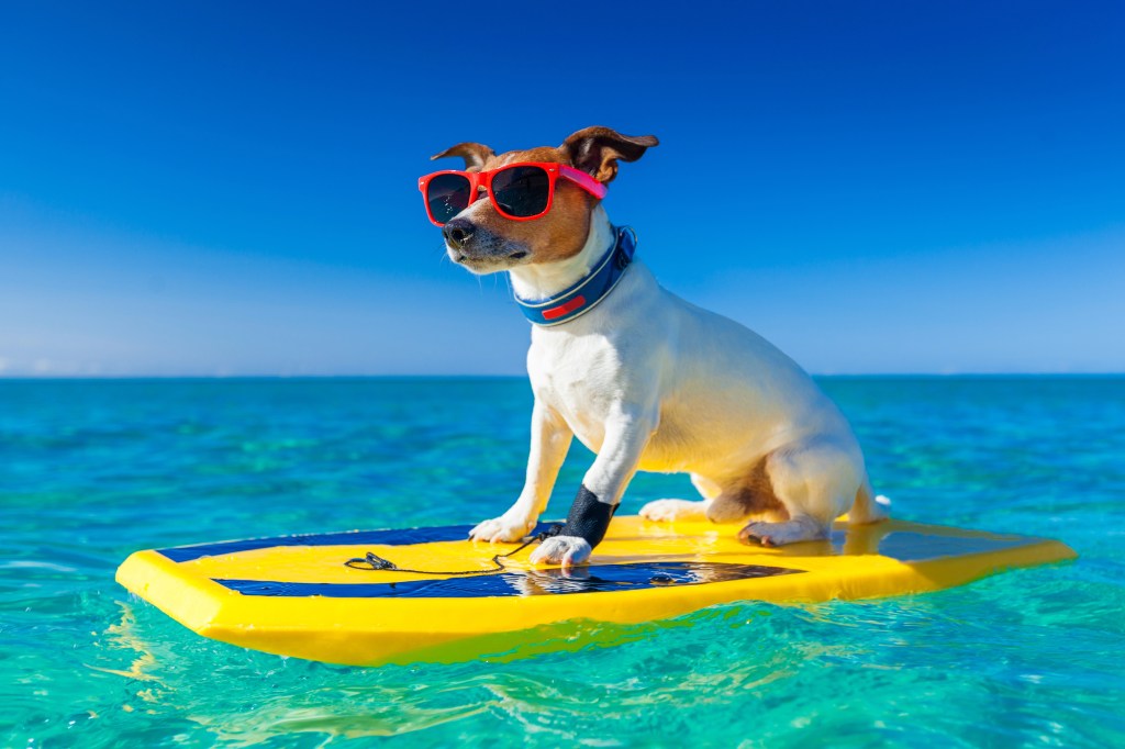 Pet Entry Requirements – Pet travel throughout the bahamas